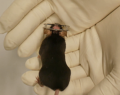 Lightweight head plates for experiments in head-fixed mice - Neurotar